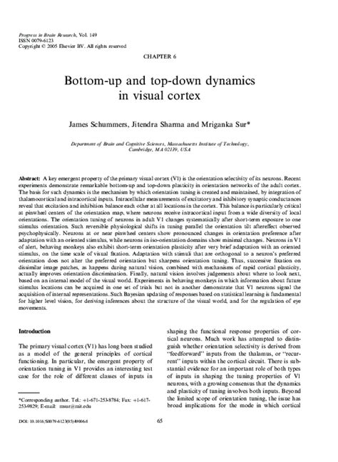 pdf bottom up and top down dynamics in visual cortex