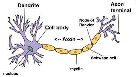 Simple Neuron Transmission Diagram 3 The Diagram Shows Neur