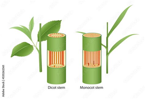 Internal Structure Of Dicot And Monocot Stem Stock Illustration Adobe