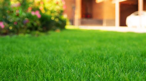 How To Identify What Type Of Grass You Have And Why It Matters