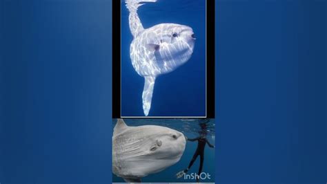 Top Ten Biggest Animals Youtube