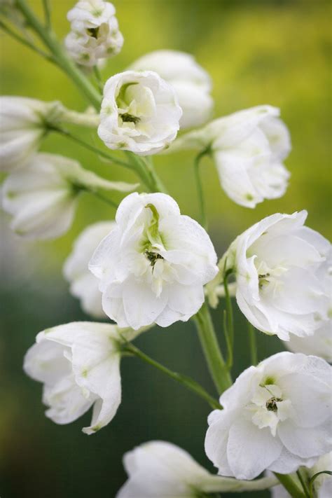 Delphinium Hybrida Galahad Seeds £275 From Chiltern Seeds