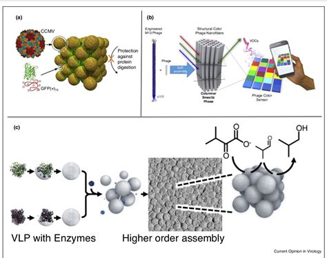 Figure 1 From Virus Capsid Assembly Across Different Length Scales
