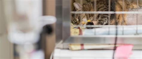 When Is Cat Diagnostic Imaging Necessary