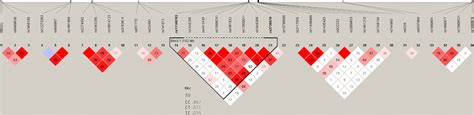 Haplotype Block Map Of Block 7 Defined Manually Download
