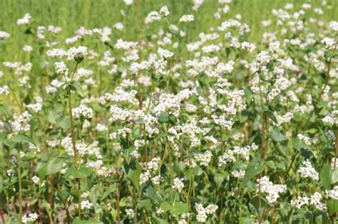 Buchweizen Institut Für Lebensmittel Und Umweltforschung Ev Ilu