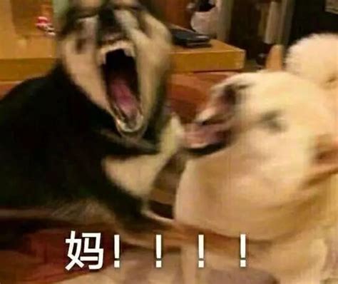 妈，我是你的什么？？” 你是妈的智障”手机红烧肉鹅新浪育儿新浪网