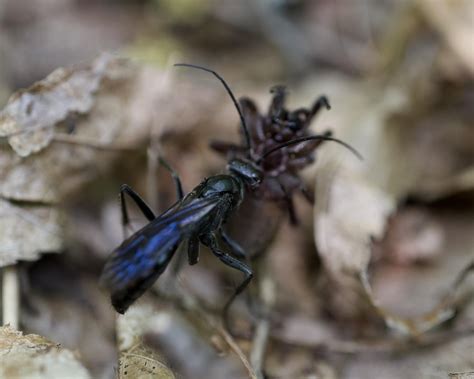 Priocnemis Minorata Carrying Away A Spider To Use As A Host R