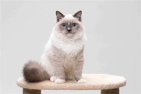 7 Grey Cat Breeds With Blue Eyes Youll Love With Pictures