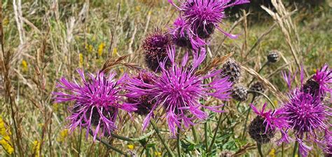 Green Finance Deep Dive Series Biodiversity Net Gain