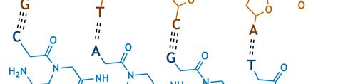 Synthesis Of Peptide Peptide Nucleic Acid Conjugates Xtalks