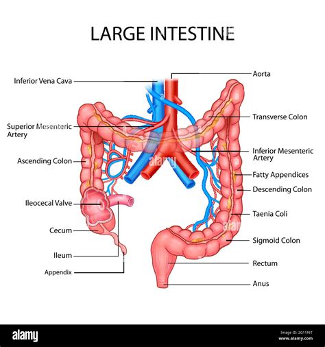 Diagramma Dellintestino Crasso Umano Immagini E Fotos Stock Alamy