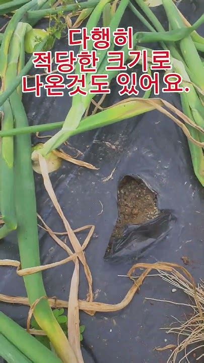양파 수확적기양파양파수확엔요맘귀촌생활 시골살이브이로그 Youtube