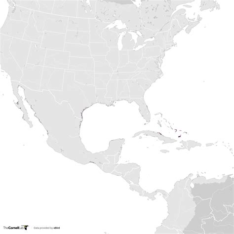 Reddish Egret Shadetreeimaging