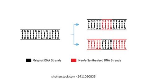 Dispersive Dna Replication Scientific Design Vector Stock Vector Royalty Free 2411030835