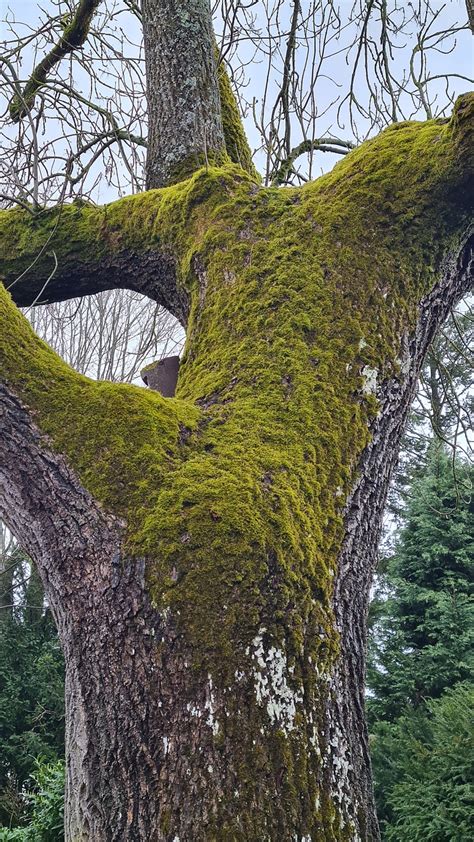 Tree Moss Forest Free Photo On Pixabay Pixabay