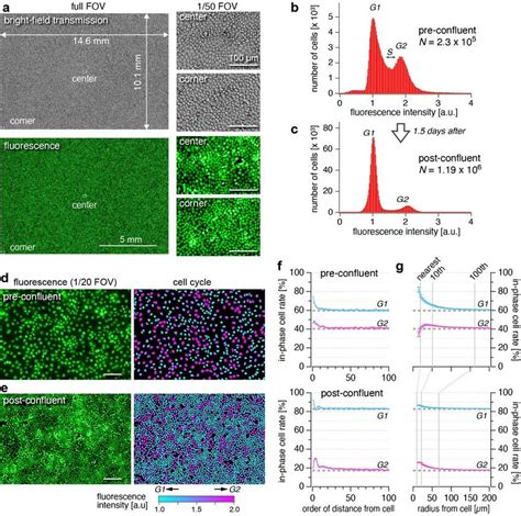 Single Shot Detection And Analysis Of More Than One Million Cells
