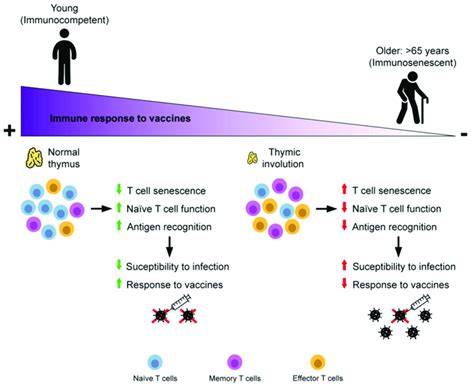 T Cell Immunosenescence And Response To Vaccines The Figure Summarizes Download Scientific
