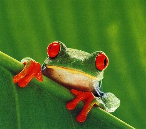Red Eyed Treefrog Agalychnis Callidryas 붉은눈청개구리 Image Only