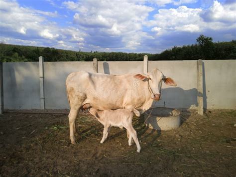 Sucking Calf Stock Image Image Of Bovines Calves Young 49464007
