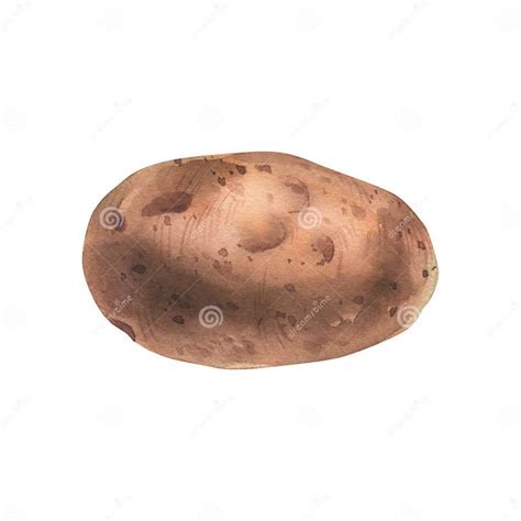 Whole Tuber Of Red Potatoes With Brown Skin Watercolor Illustration