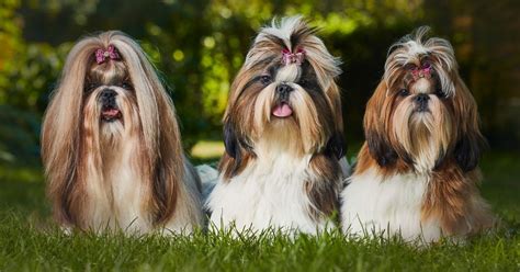 Las 3 razas de perro perfectas para personas alérgicas le ahorran más