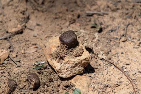 Why Do Wombats Poop Cubes Scientists May Finally Have The Answer Cnn