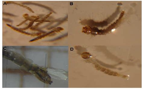 Aedes Aegypti Larvae With Morphological Alterations Provoked By D Download Scientific Diagram