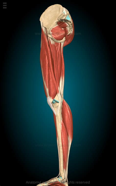 Joint Hypermobility Syndrome Mr Salus Sporting Lab