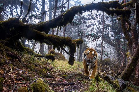 Conheça 14 Imagens Nomeadas Para O Wildlife Photographer Of The Year