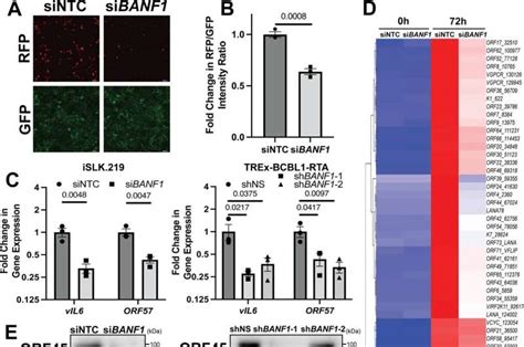 Scientists Pinpoint Protein That Helps Cancer Causing Viruses Evade