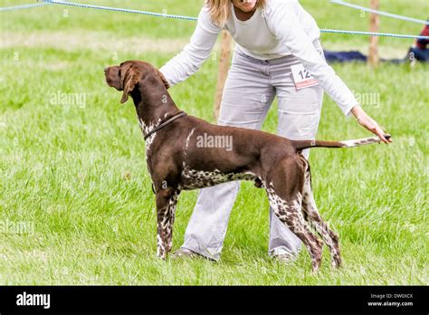 German Shorthaired Pointer Standing Obediently To Attention With Tail