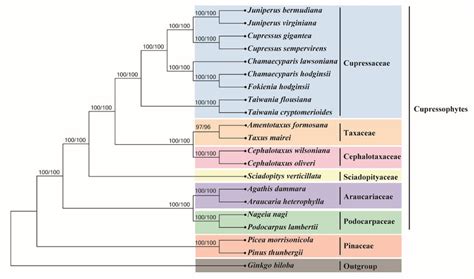 The Maximum Likelihood Ml And Neighbor Joining Nj Phylogenetic Tree Download Scientific
