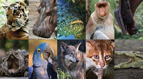 Animaux En Voie De Disparition