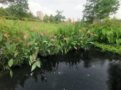 广西建立湿地和红树林资源保护考核机制，维护生物多样性