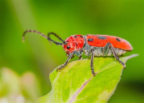 10 Pink Bugs In Alaska 2023 Information The Gardening Dad Home