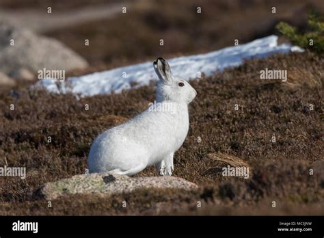 Irish Hare Stock Photos Irish Hare Stock Images Alamy