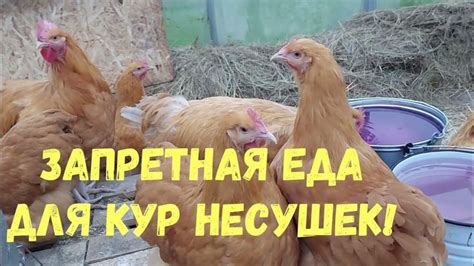 ЧЕМ НЕЛЬЗЯ КОРМИТЬ КУР | Кур, Домашние цыплята, Разведение кур