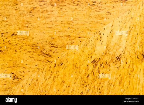 Wood Pattern Of The Karelian Birch Background Photo Texture Different