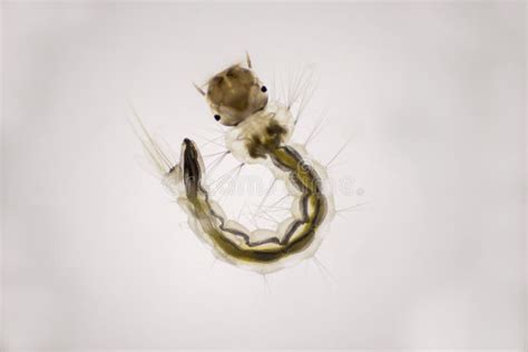 Close Up Mosquito Larvae In Light Microscope Larvae Under A Microscope