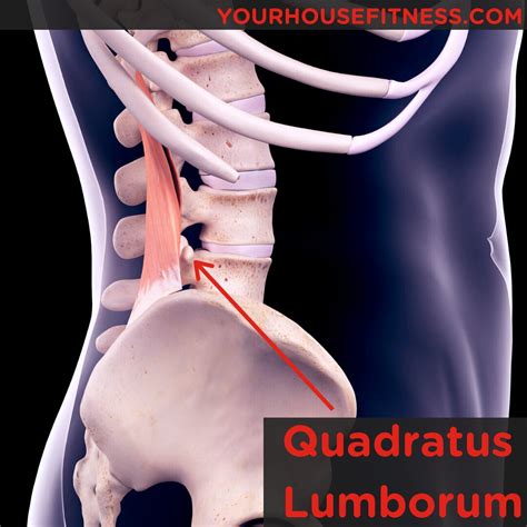 Muscle Breakdown Quadratus Lumborum