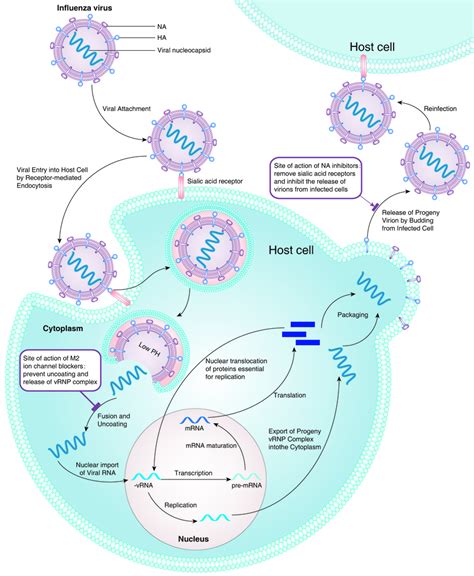 Influenza Virus Life Cycle