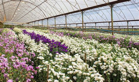 Floriculture Crops Summary Expands To 50 States Produce News