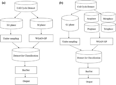 Figure 1 From An Imbalanced Image Classification Method For The Cell Cycle Phase Semantic Scholar