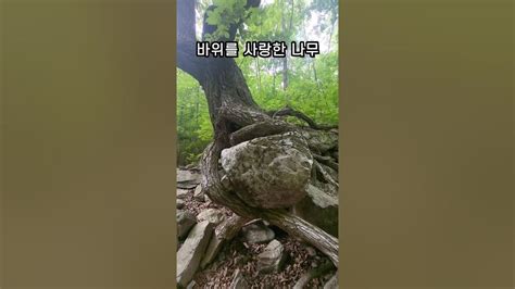돌을 품은 나무 나무와 돌의 사랑 💛 장수군 시골살이 시골일상 시골남자 Youtube