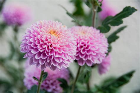 Spider Mum Flower For Sale Best Seller