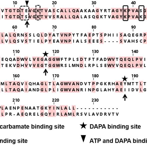 Sequence Alignment Biod And Ynfk Of Escherichia Coli Unweighted