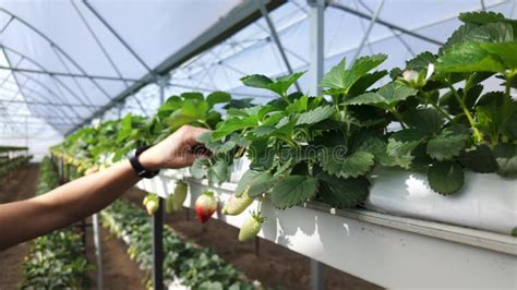 Pruning Strawberry Plants In Greenhouse Stock Footage Video Of