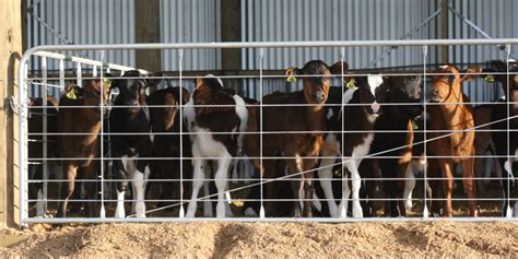Managing Calf Scours Totally Vets