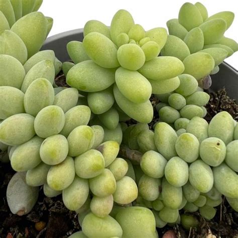 Sedum Morganianum Flower Power